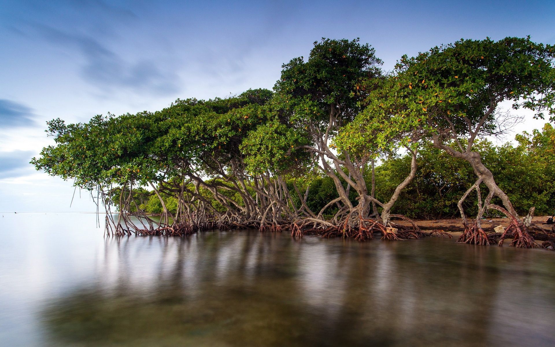 Asetek Plants Mangroves To Support A More Sustainable Future Asetek